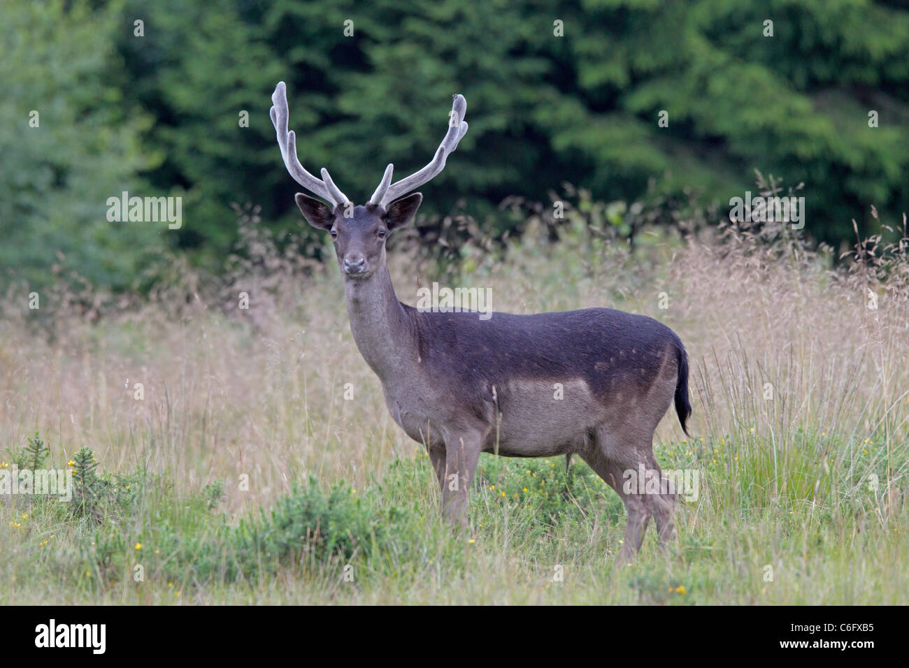 Antler velvet hi-res stock photography and images - Alamy