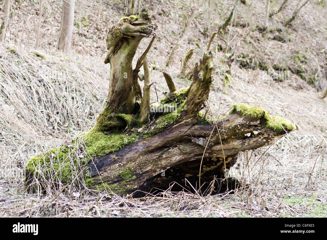 deracinated old plant root Stock Photo - Alamy
