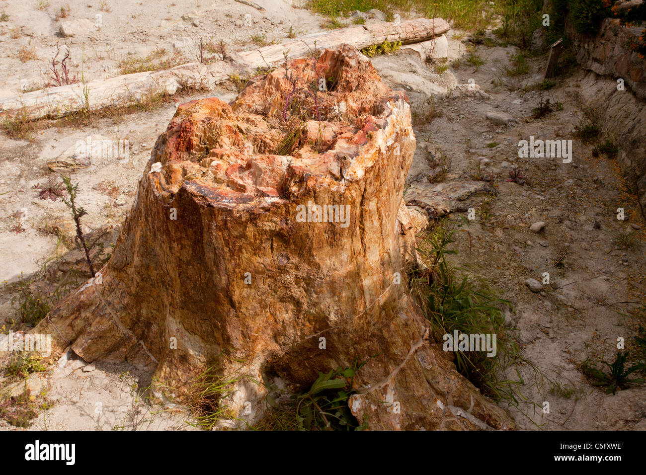 Petrified forest lesbos hi-res stock photography and images - Alamy