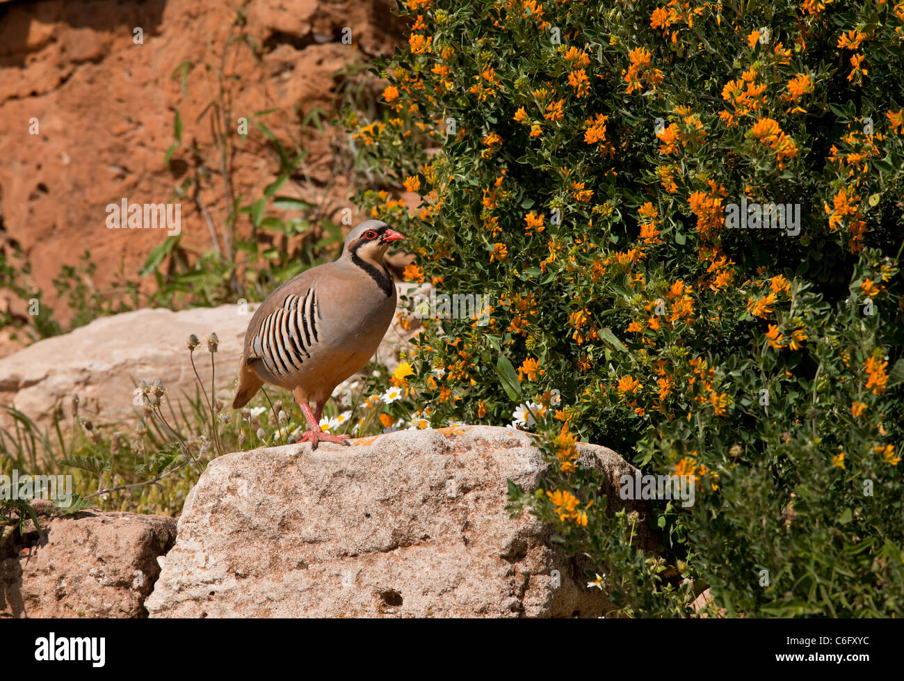 Chukar, Alectoris chukar; male patrolling his territory. Greece Stock ...