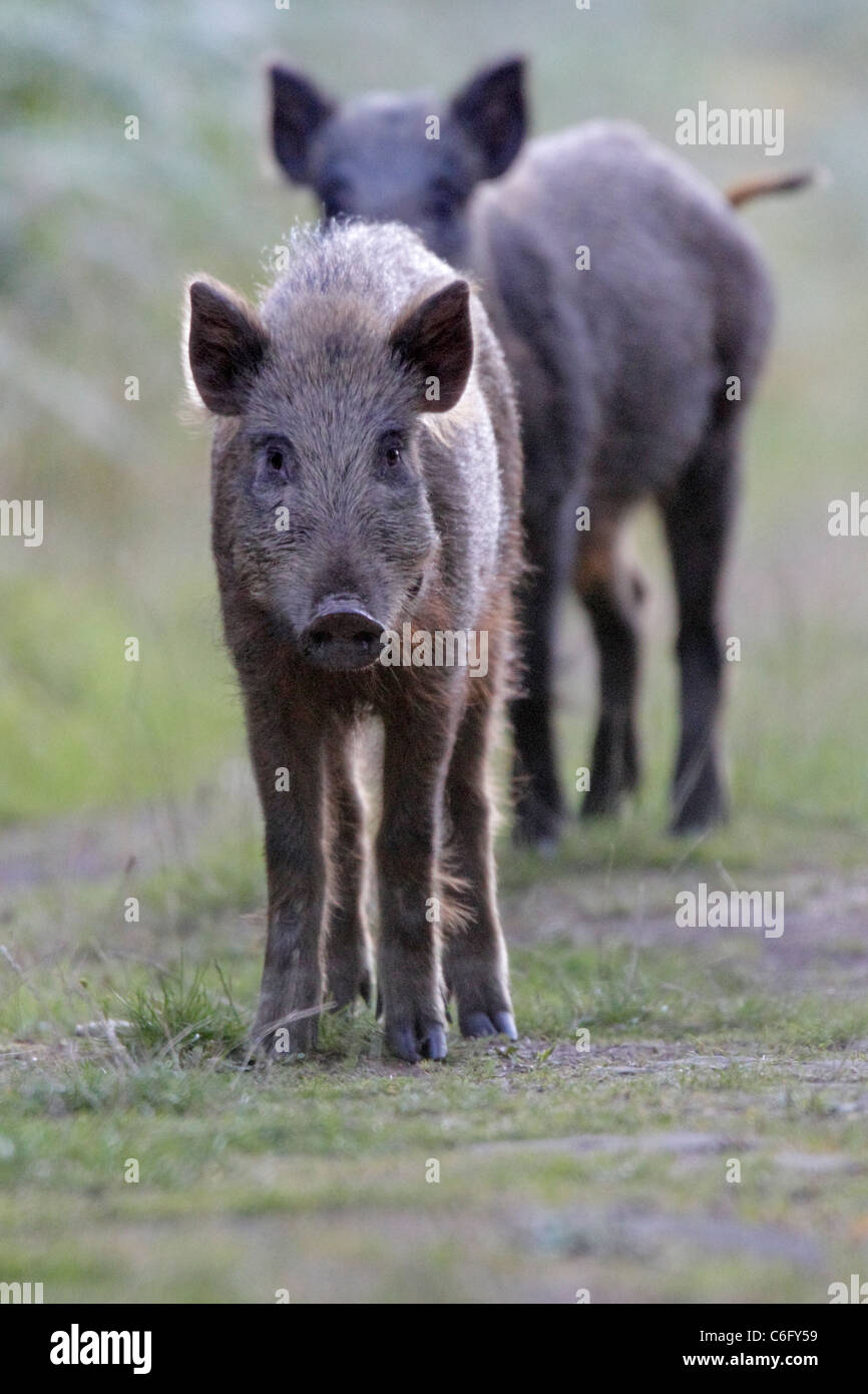 Wild boar uk hi-res stock photography and images - Alamy