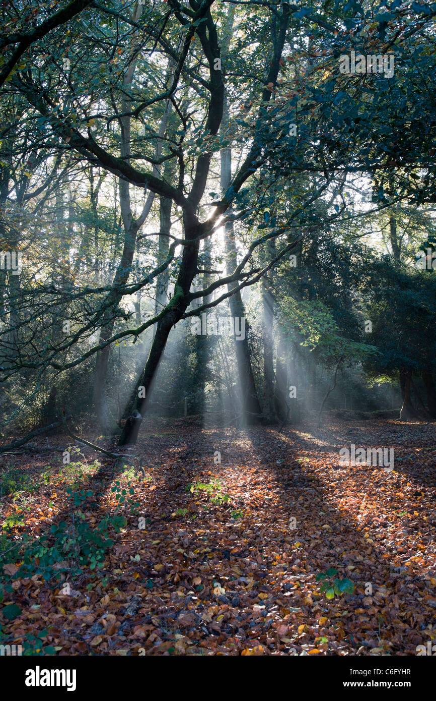Sun rays breaking through trees in autumnal woodland to illuminate ...