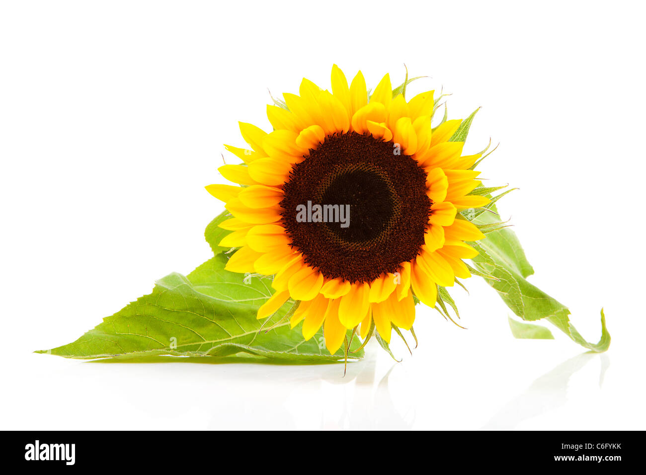 One sunflower in closeup over white background Stock Photo - Alamy