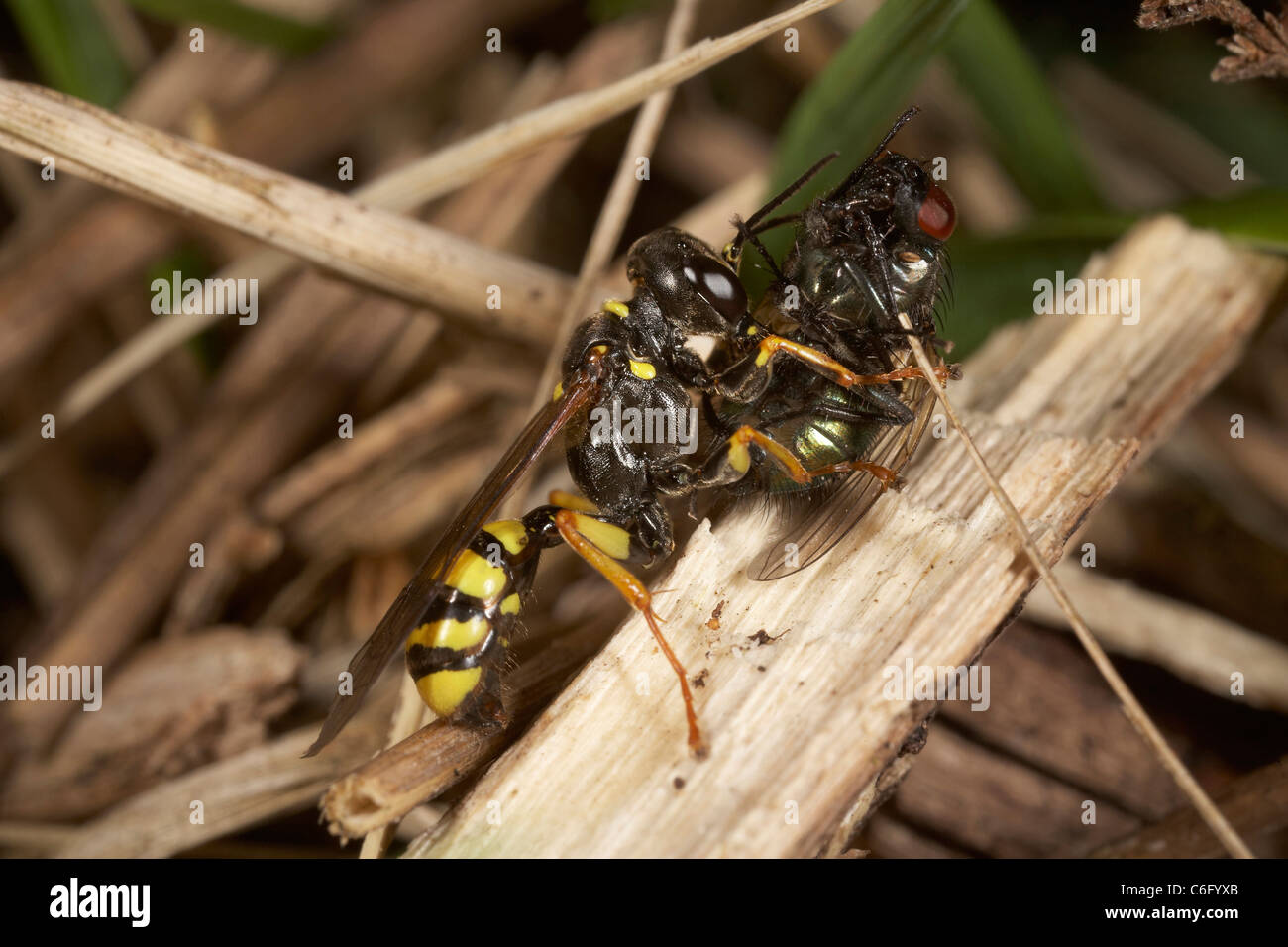 Field digger wasp, Mellinus arvensis eating fly after first paralysing ...