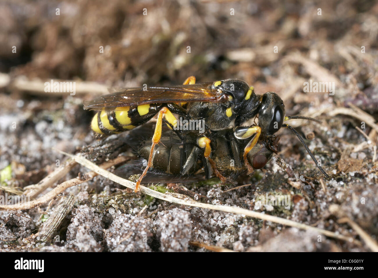Field digger wasp, Mellinus arvensis eating fly after first paralysing ...