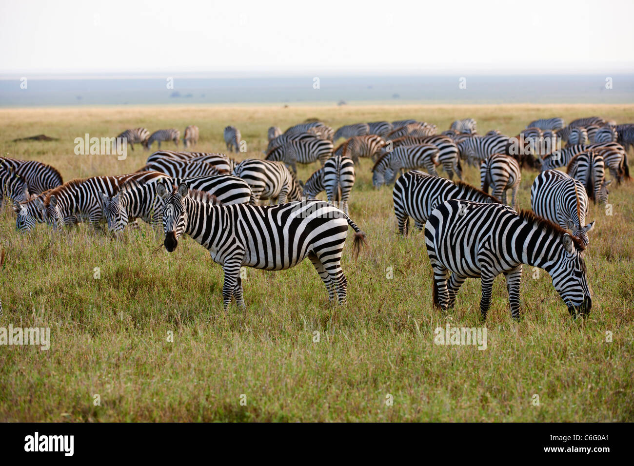 Plains Zebra on migration, Equus quagga, Serengeti, Tanzania, Africa ...