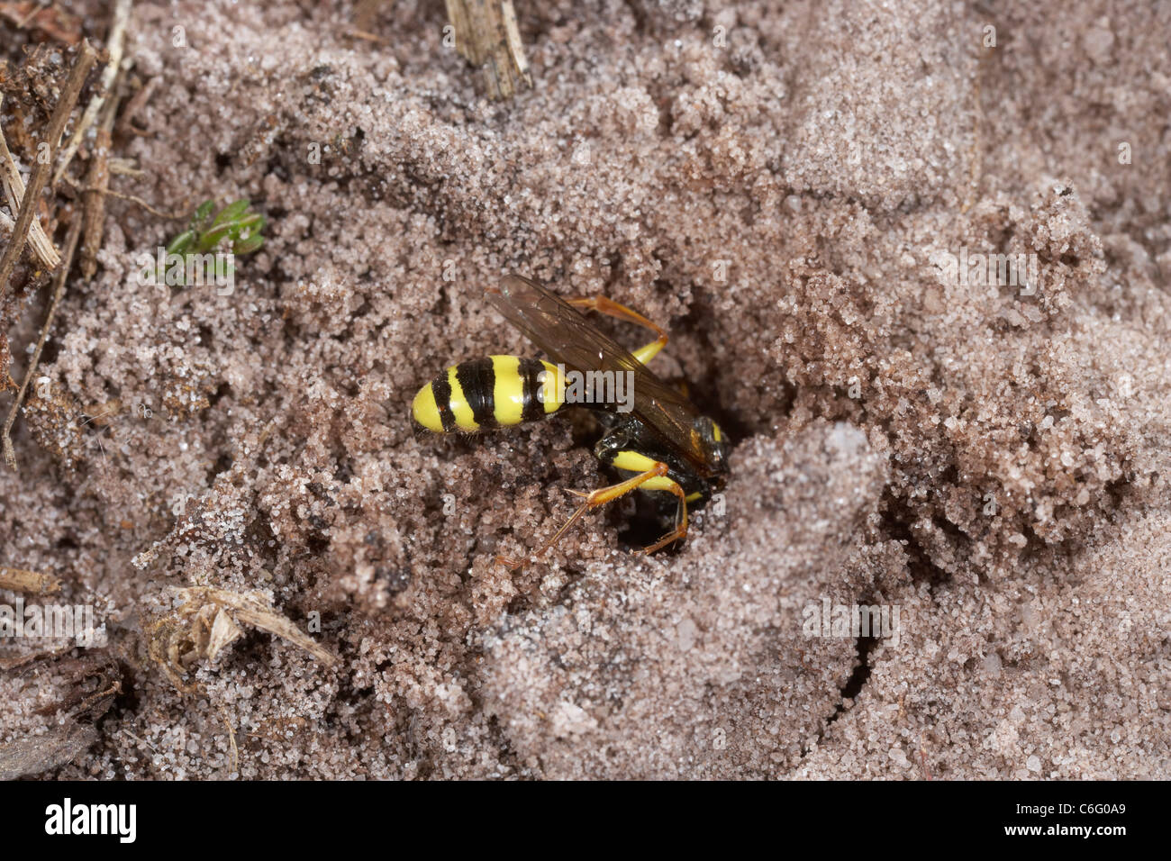 Male Digger Wasps Identification