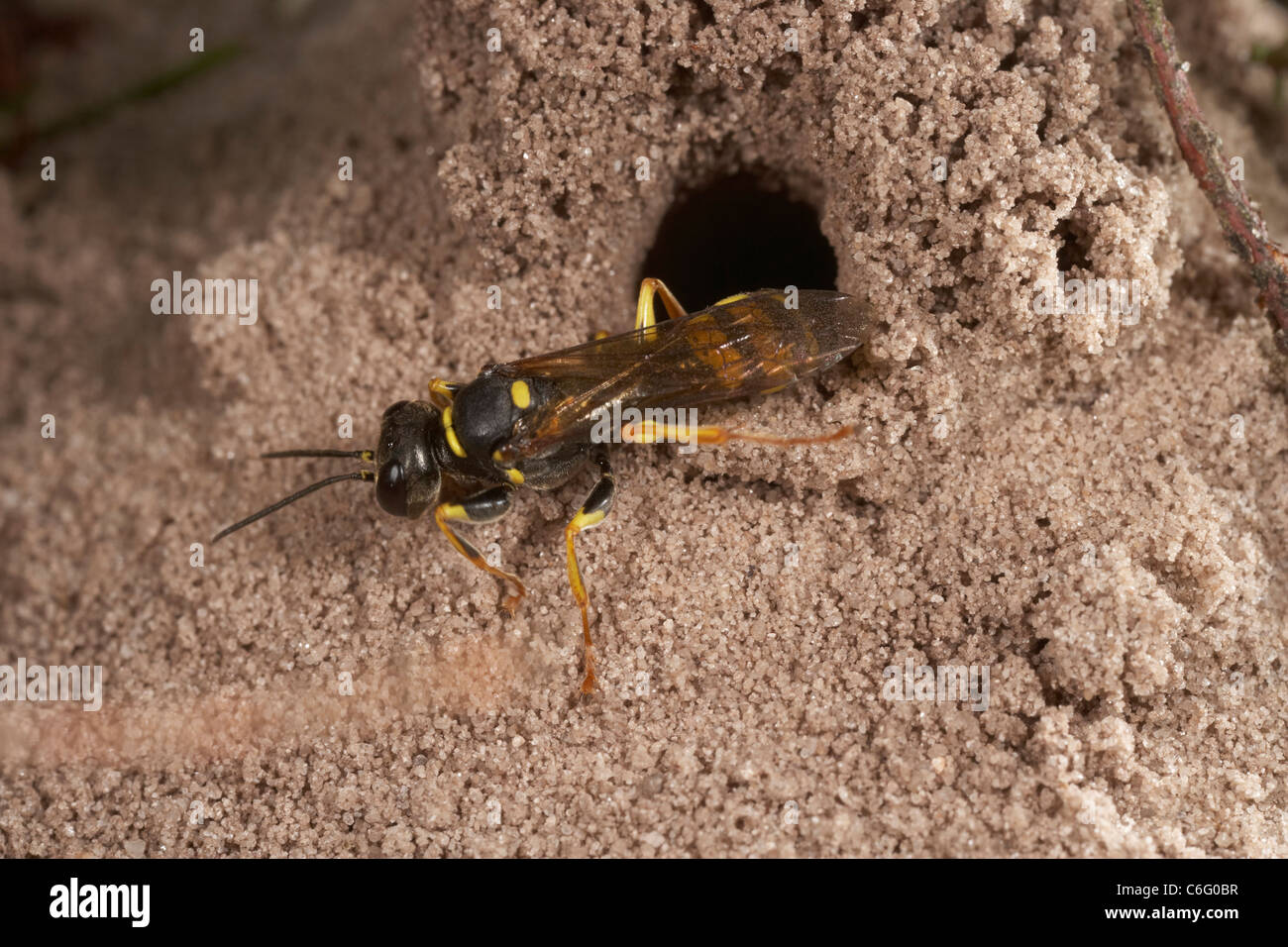 Field digger wasp, Mellinus arvensis excavating a nest in sandy soil ...