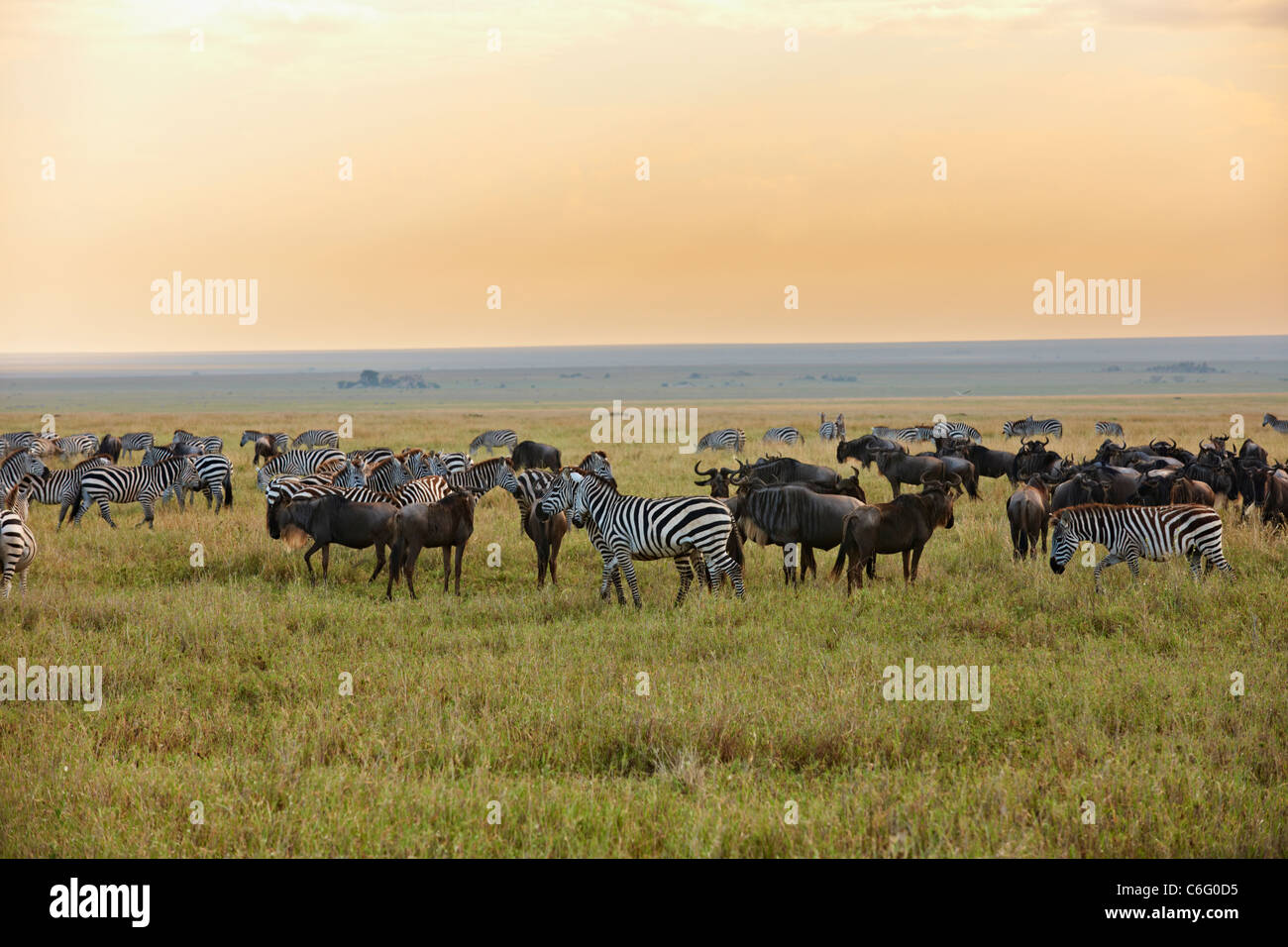 Wildebeest zebra migration hi-res stock photography and images - Alamy