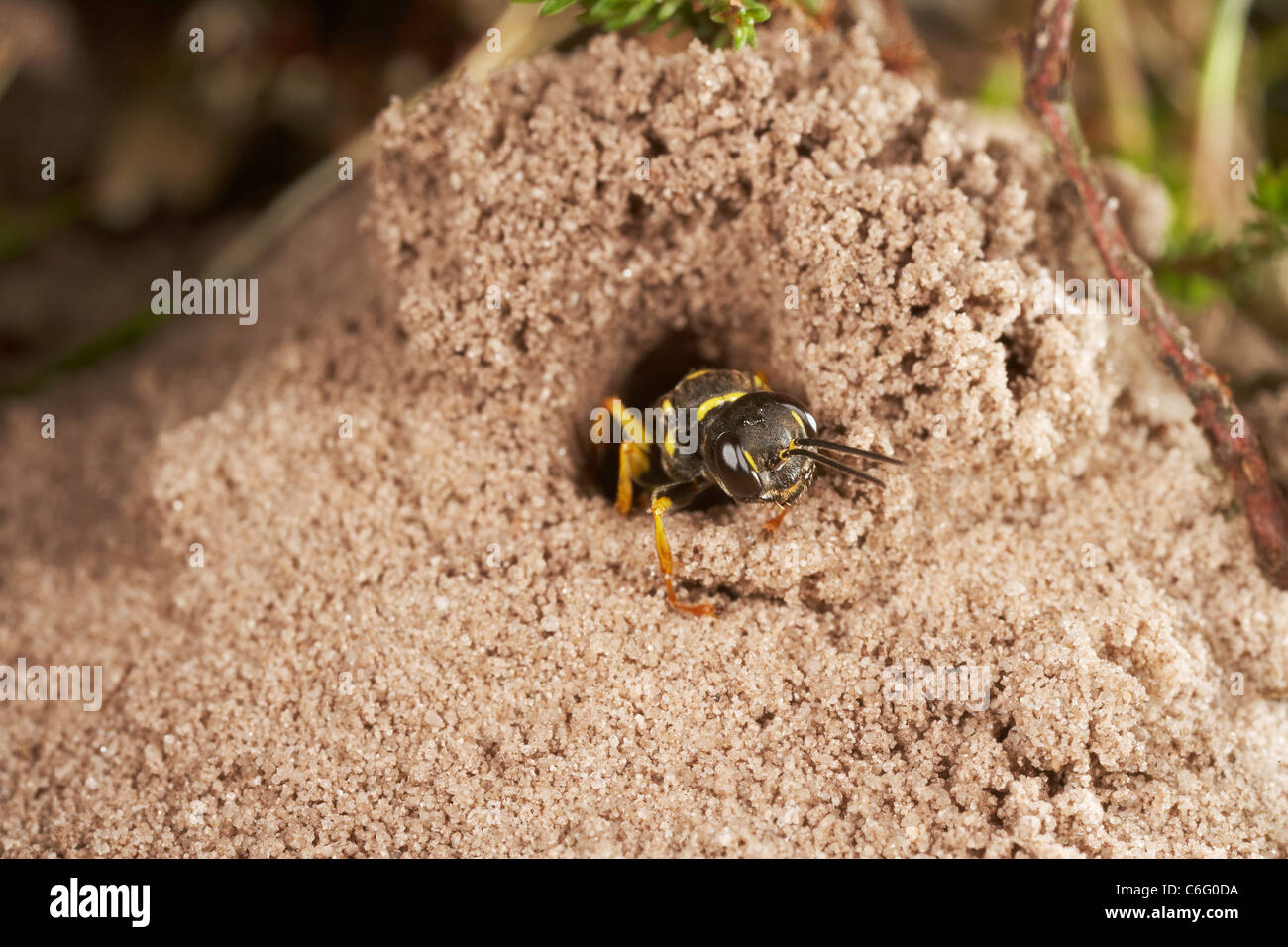 Field digger wasp, Mellinus arvensis emerging from its nest, a burrow ...