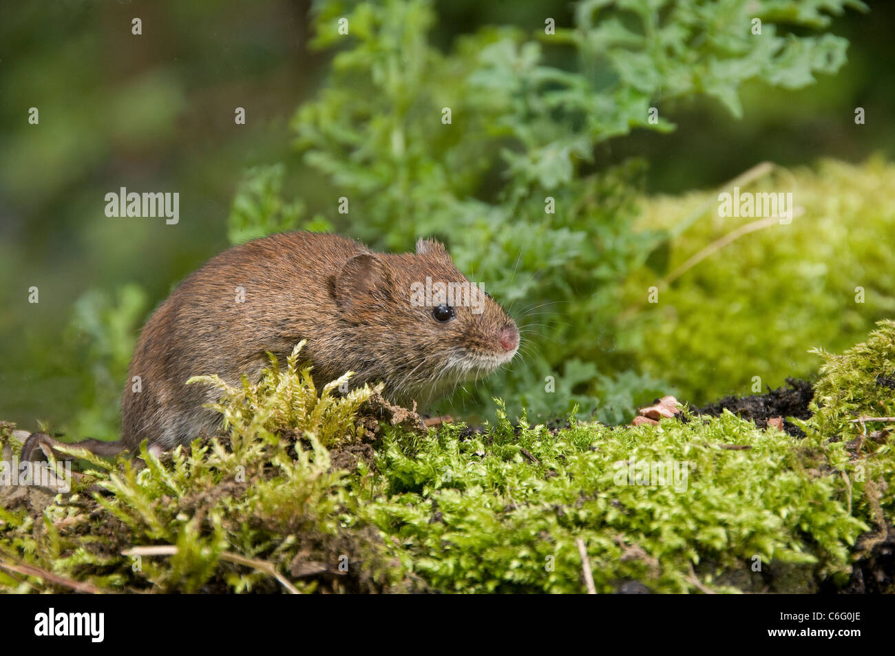 Field vole or short tailed vole microtus agrestis hi-res stock ...