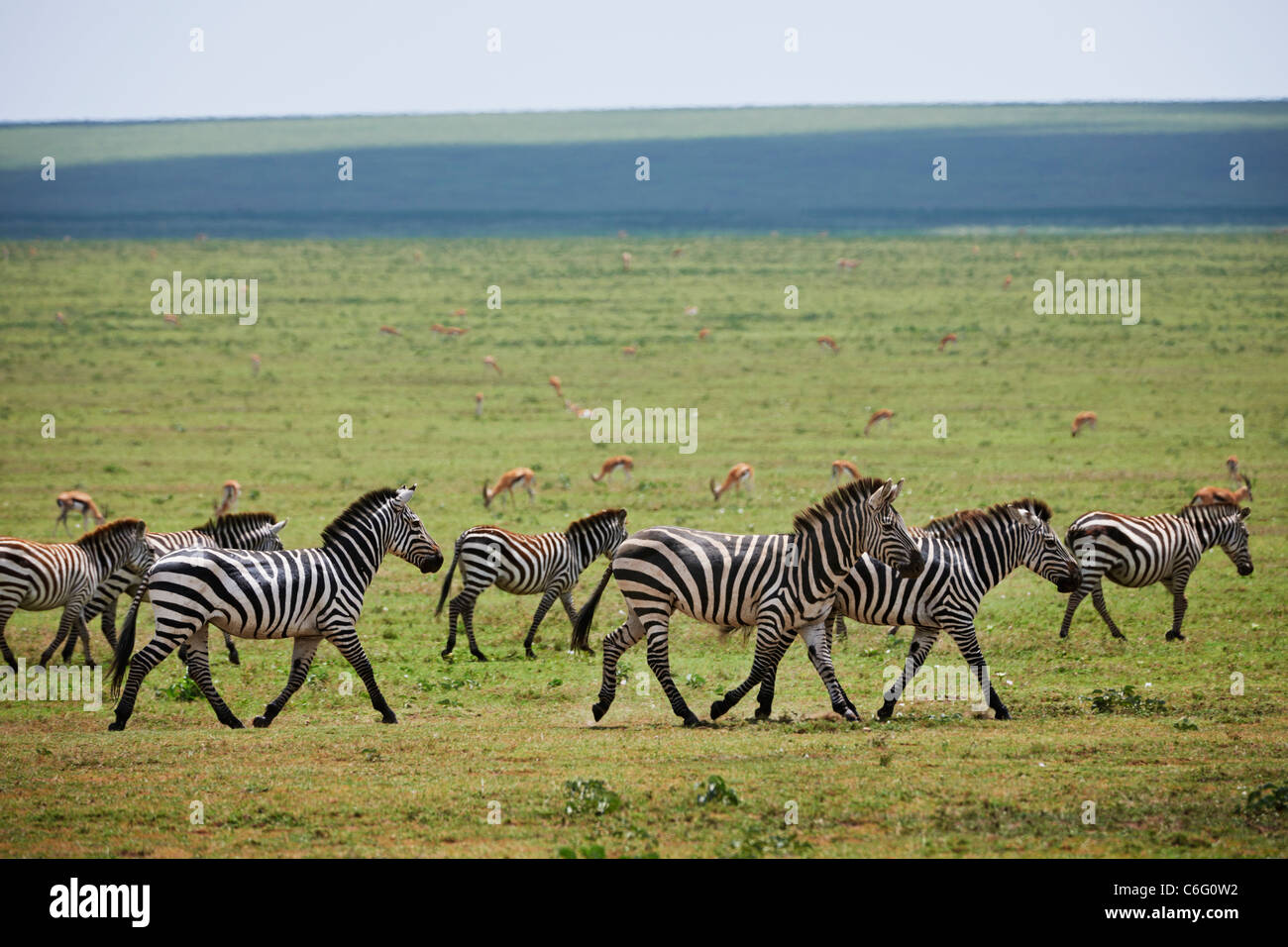 Migration in tanzania hi-res stock photography and images - Alamy