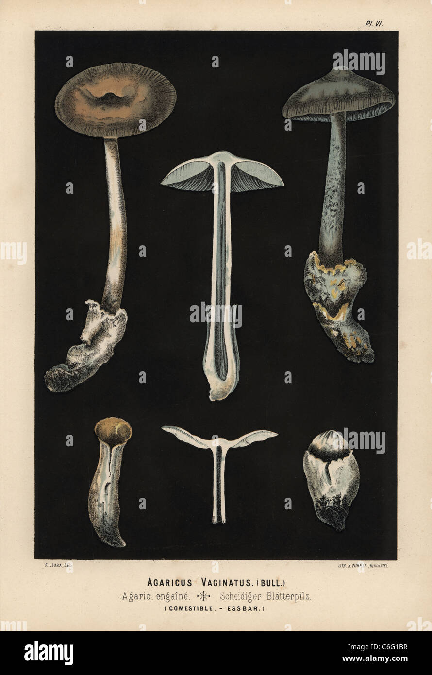 Grisette mushroom, Amanita vaginata, Agaricus vaginatus, Agaric engaine ...