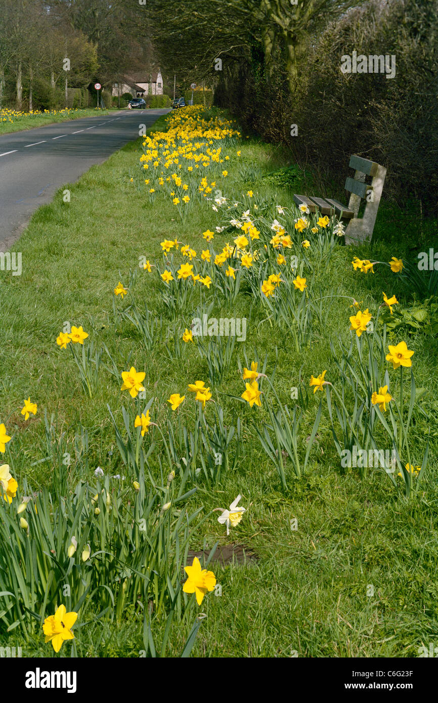 Roadside daffodils hi-res stock photography and images - Alamy