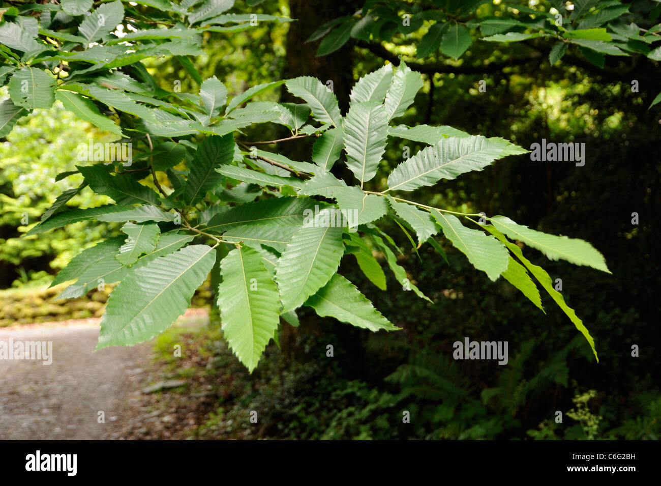 Sweet Chestnut leaves, castanea sativa Stock Photo - Alamy