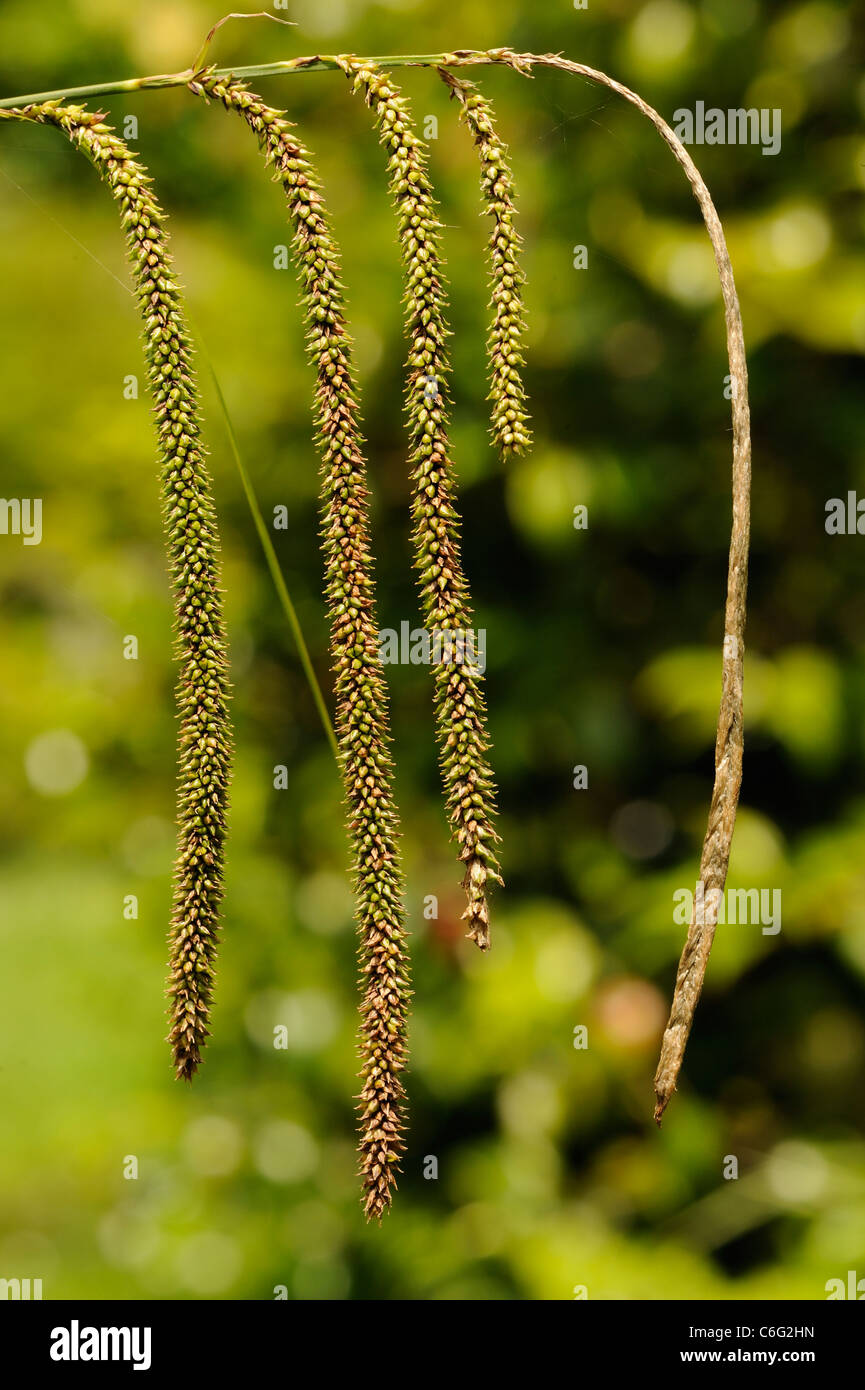 Pendulous Sedge, carex pendula Stock Photo - Alamy