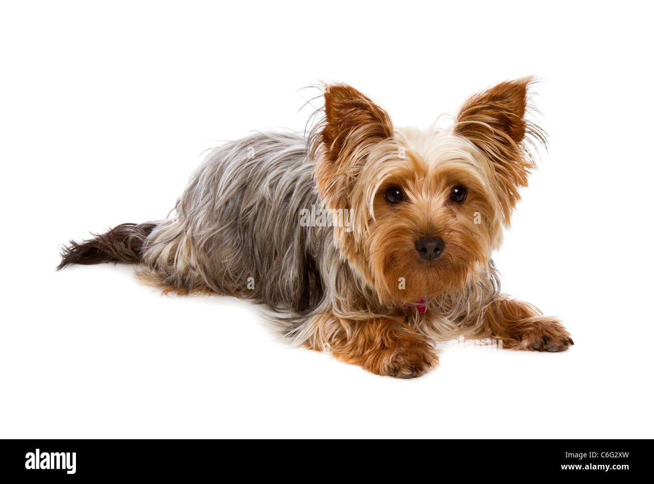 Are Yorkies Yappy