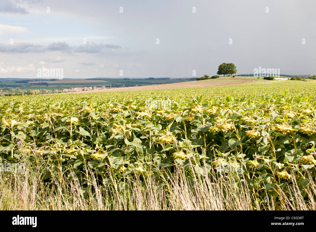The Zuran hill (where the tree stands), Napoleon's command post during ...