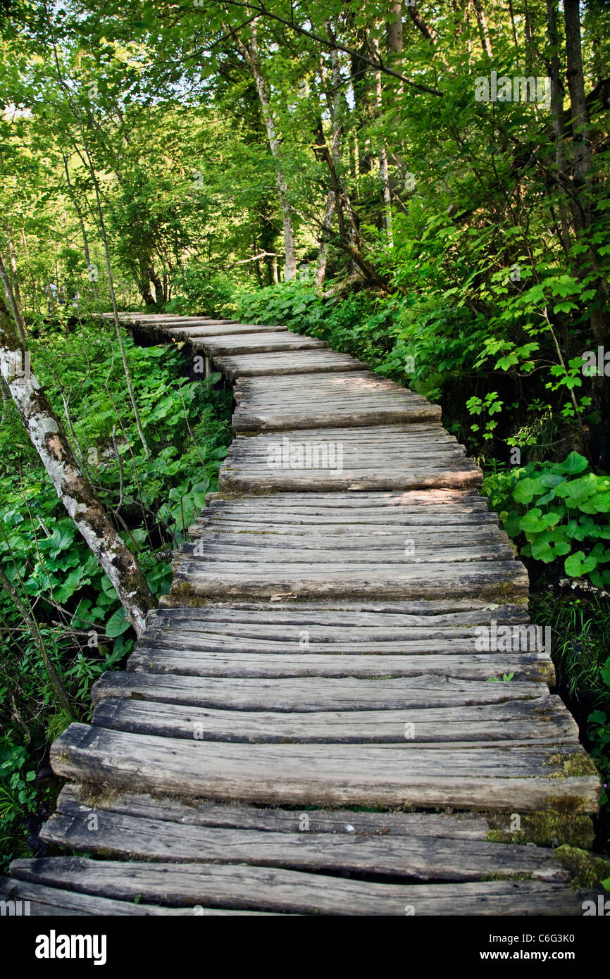 woodland walk and raised decked path Stock Photo - Alamy