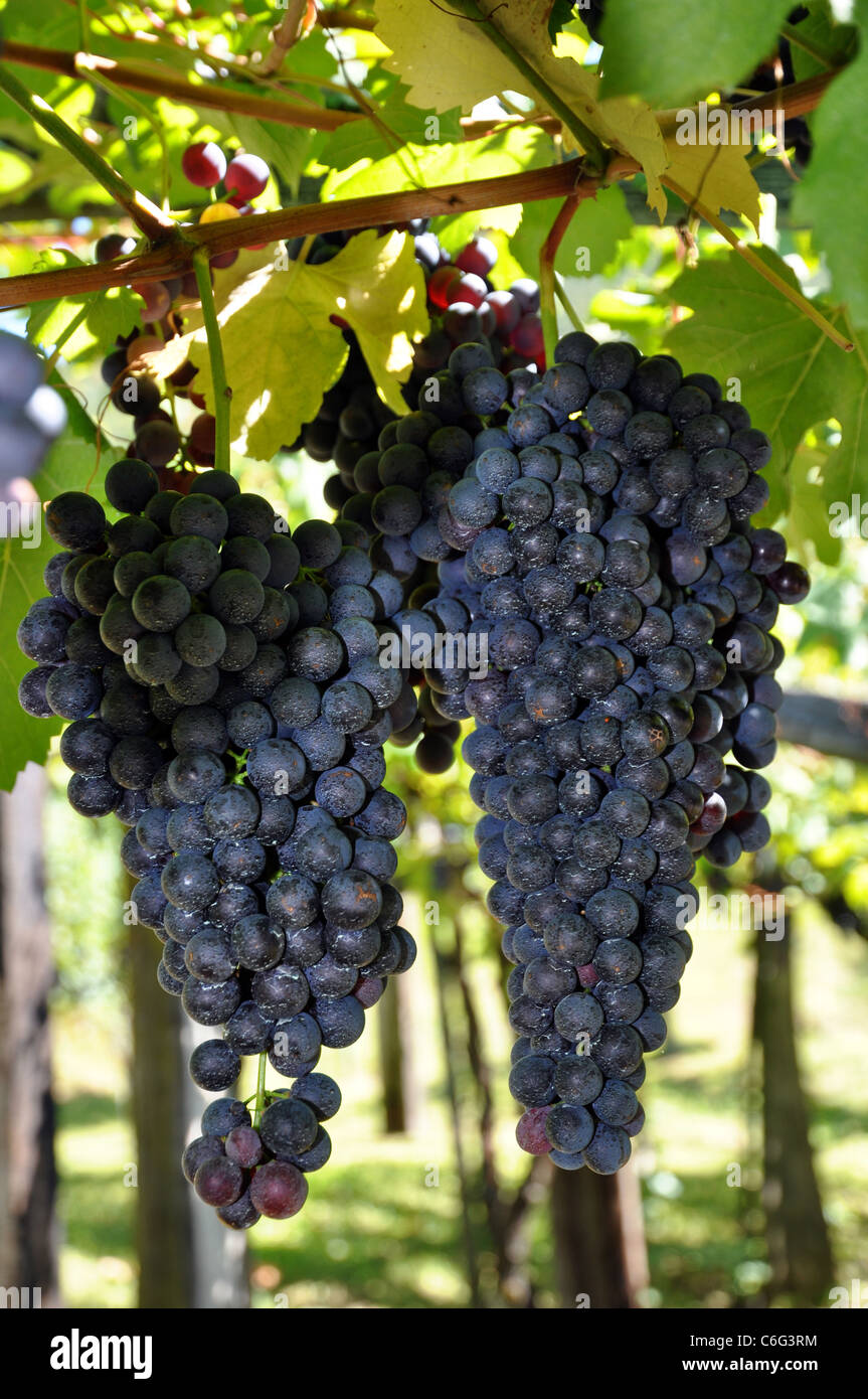 Barbera Grapes High Resolution Stock Photography and Images - Alamy