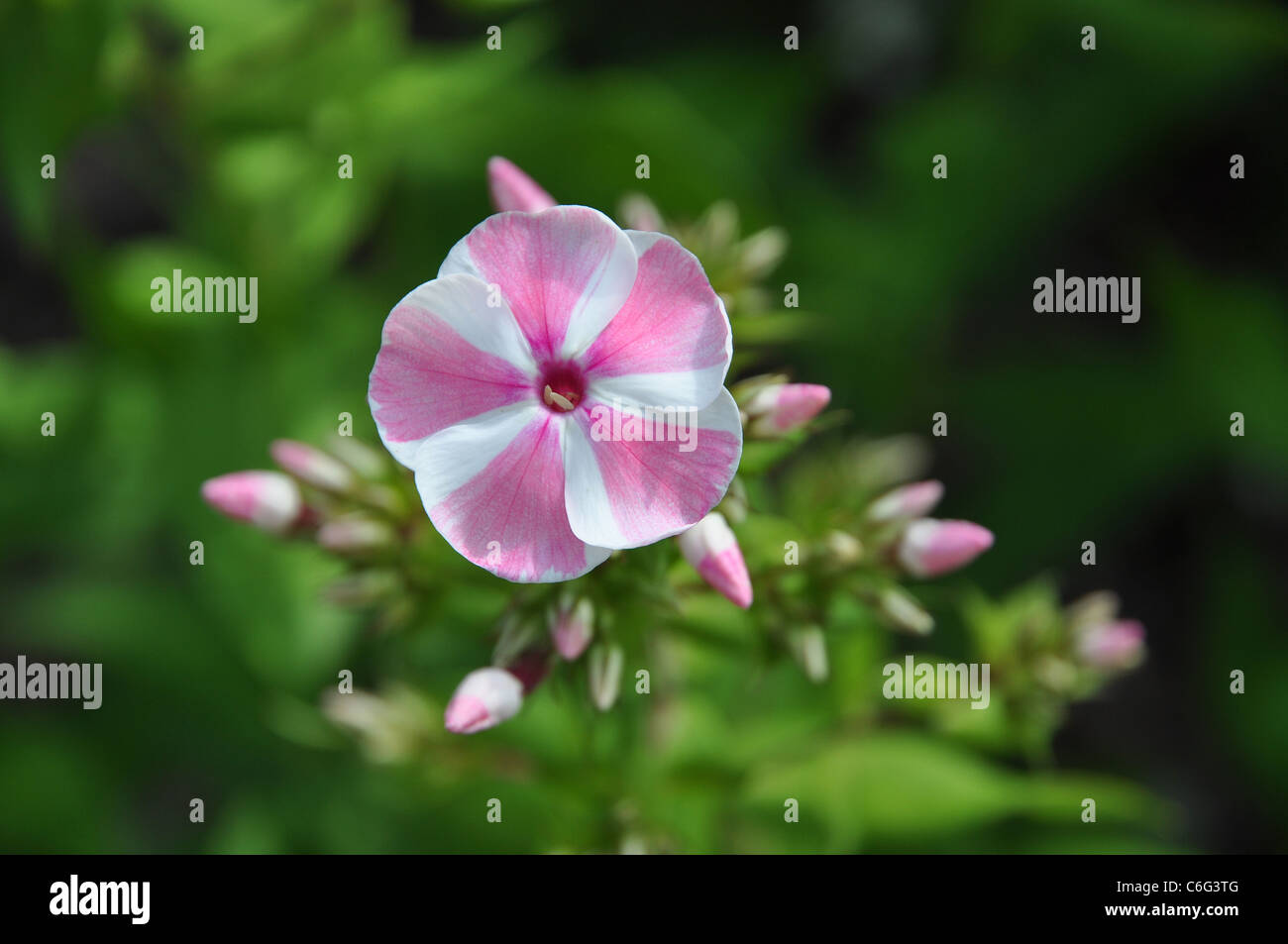 Closeup of single flower of the Phlox peppermint twist Stock Photo - Alamy