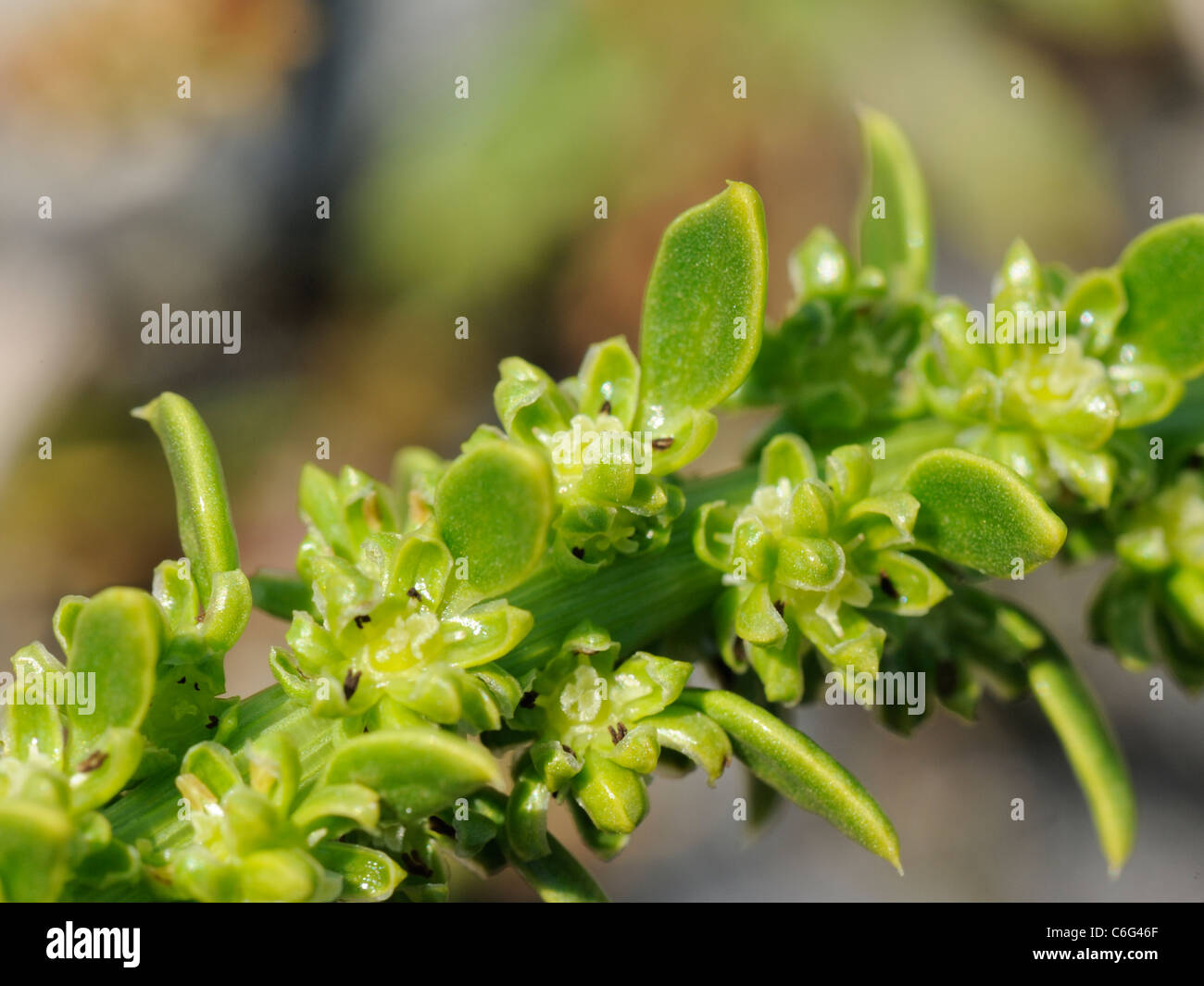 Beet flower hi-res stock photography and images - Alamy