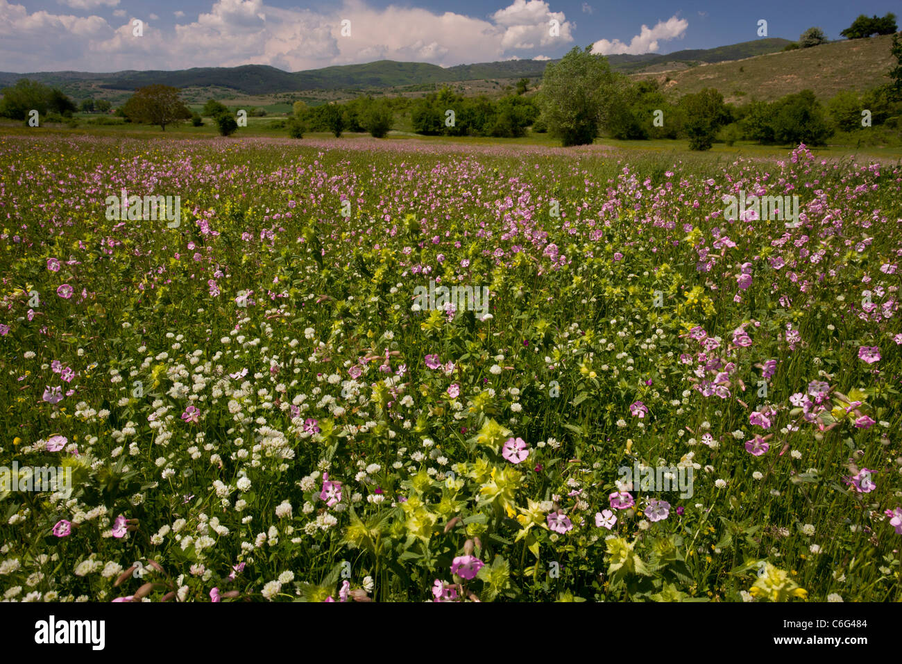 Silene Conica High Resolution Stock Photography and Images - Alamy