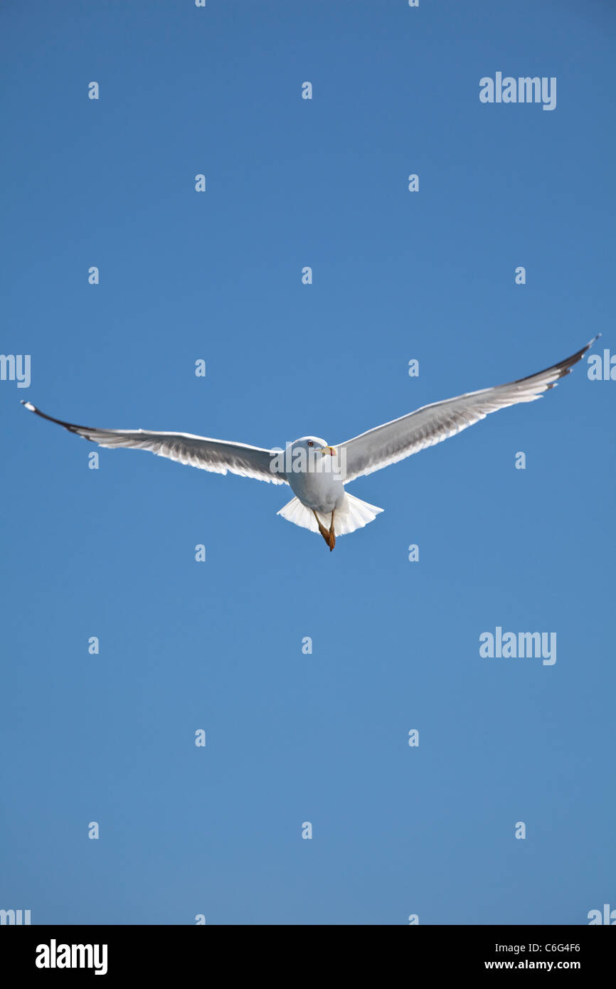 seagull in flight Stock Photo - Alamy