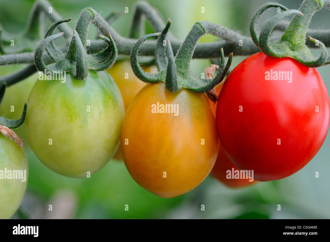 Home grown tomatoes ripening on the vine, 'Harlequin', Norfolk, England ...