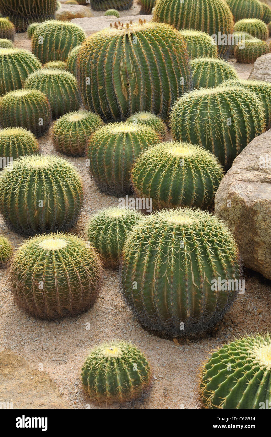 Ball cacti cactus spike spines hi-res stock photography and images - Alamy