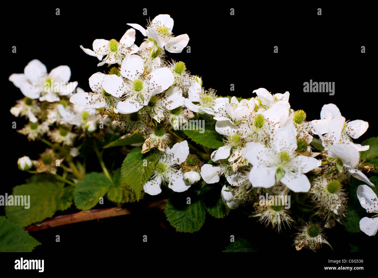 Blackberry flowers on a black background Stock Photo - Alamy