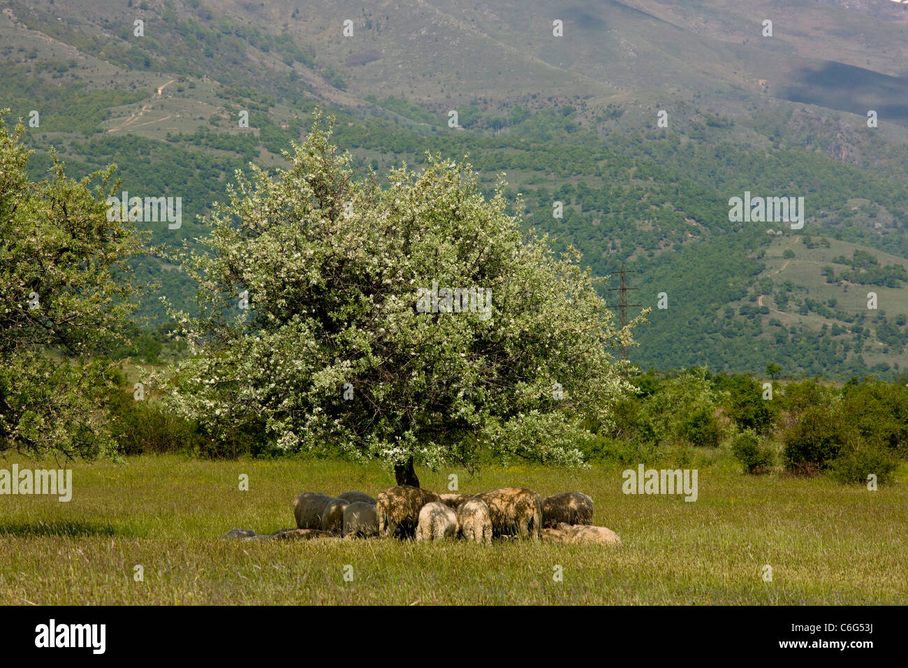 The wild pear tree hi-res stock photography and images - Alamy