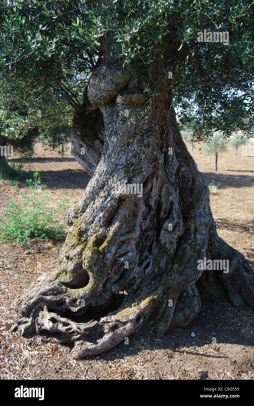 centuries-old olive tree with a very big trunk Stock Photo - Alamy