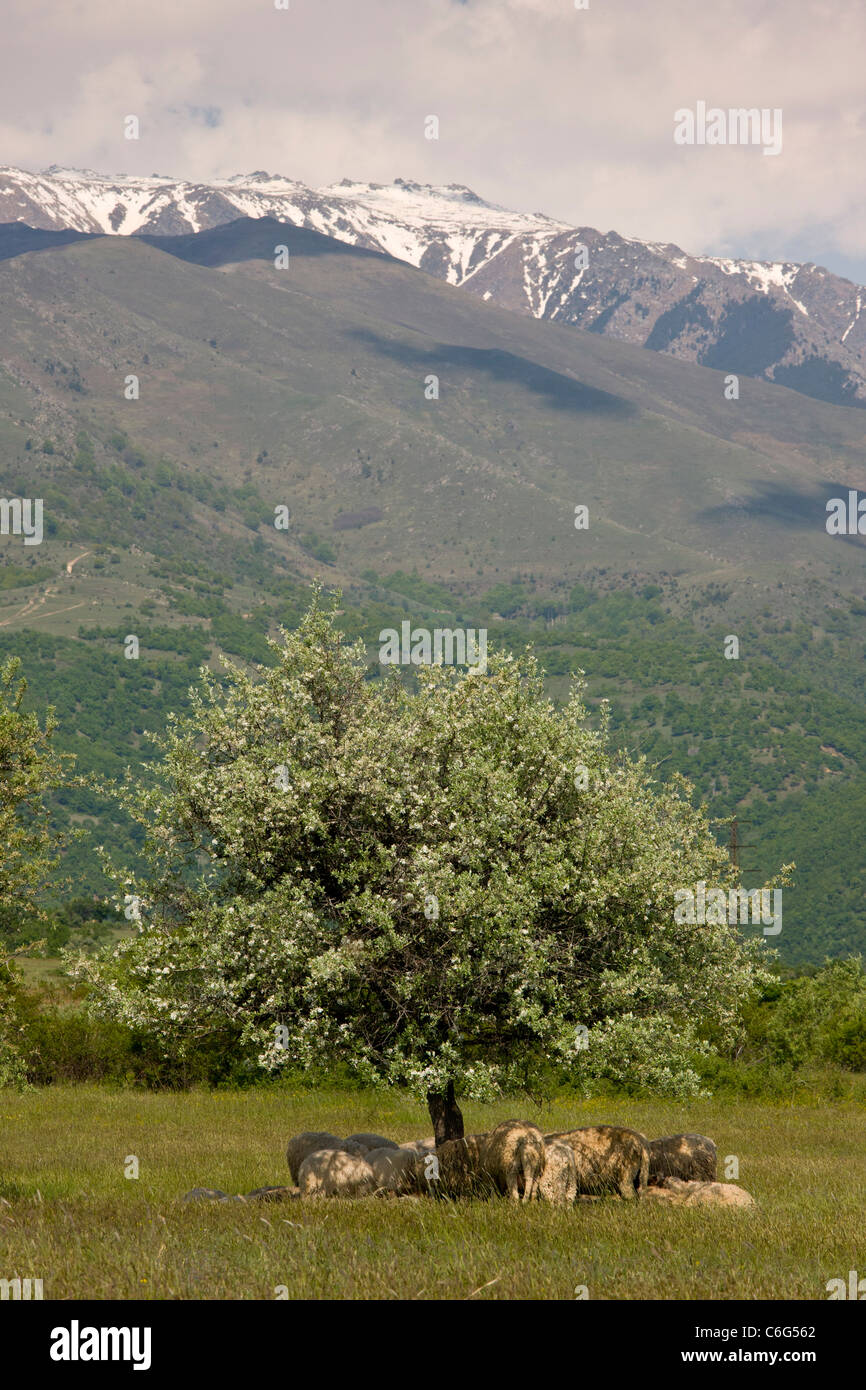 The wild pear tree hi-res stock photography and images - Alamy