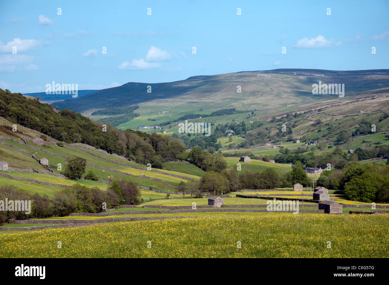 Swaledale sheep spring yorkshire hi-res stock photography and images ...