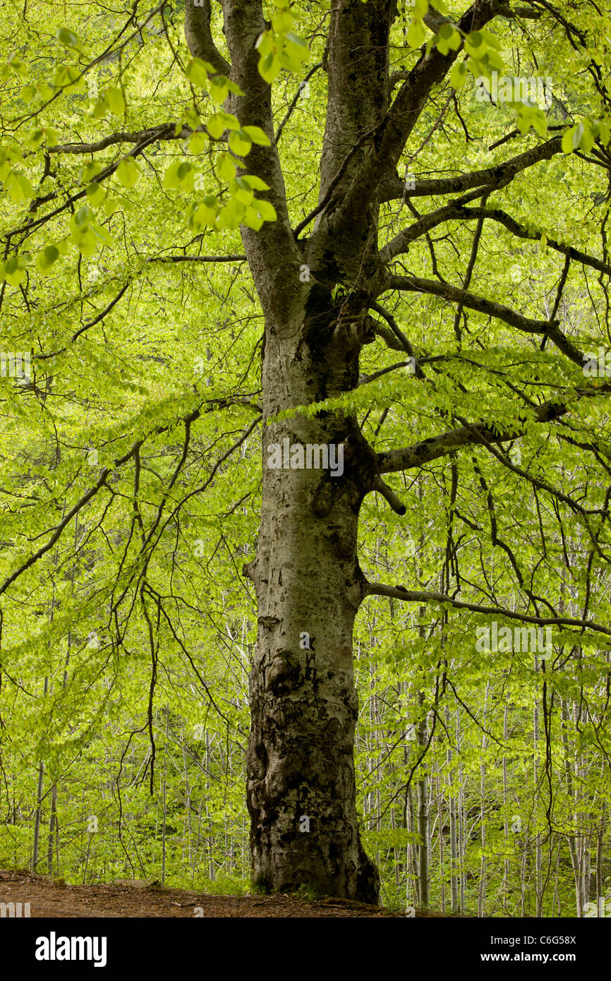 Beech tree spring hi-res stock photography and images - Alamy