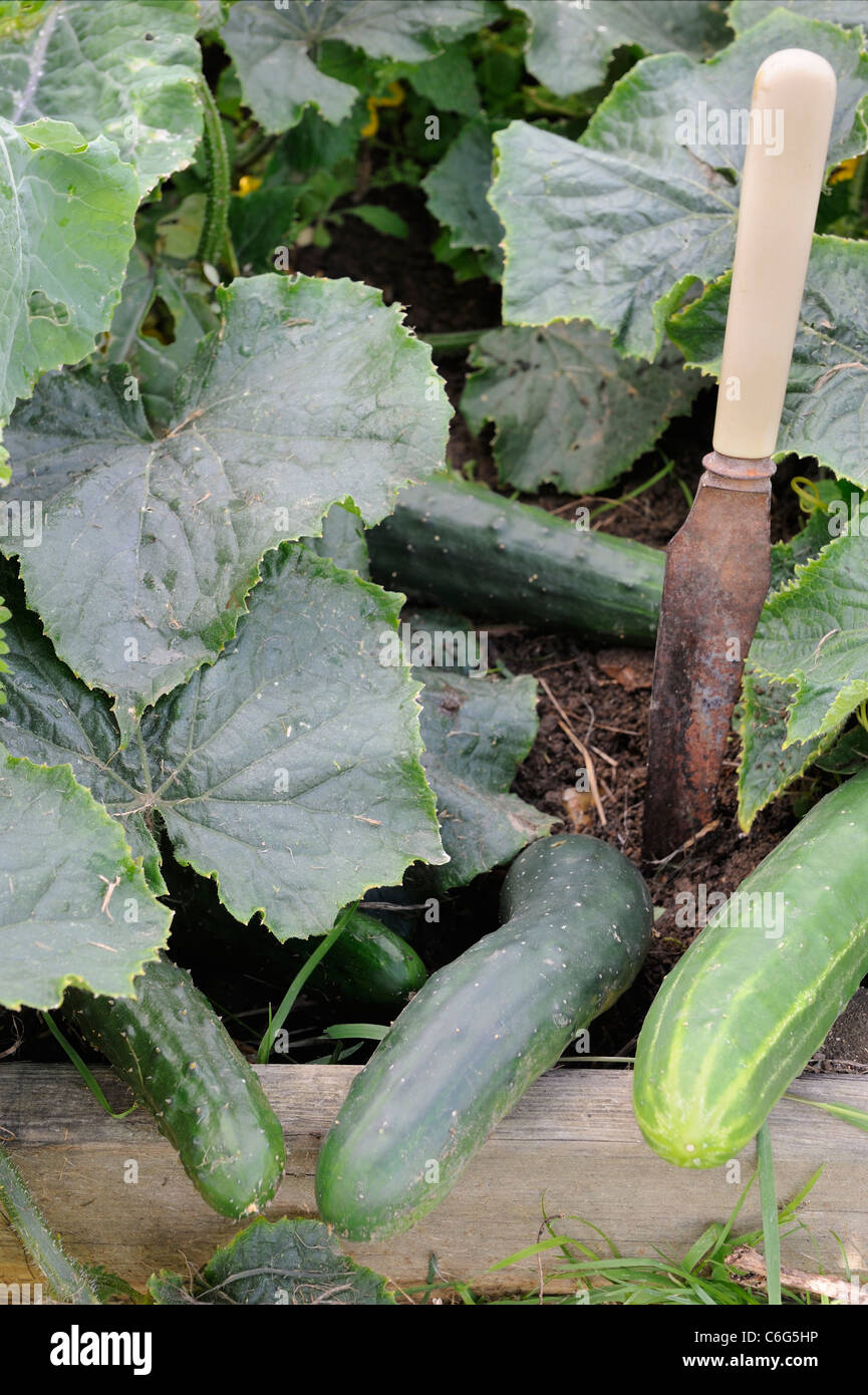 Ridge cucumbers hi-res stock photography and images - Alamy