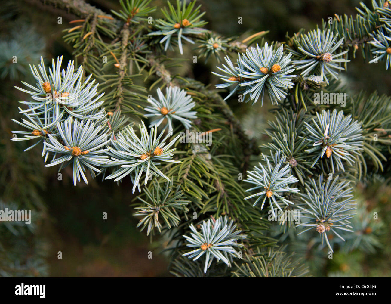 Blue spruce. Spruce branches Stock Photo - Alamy