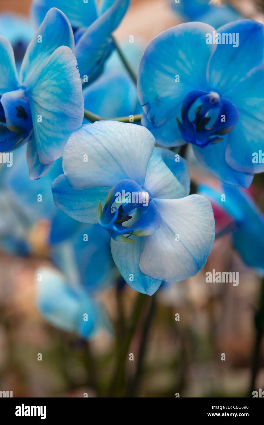 Blue orchids High Resolution Stock Photography and Images - Alamy