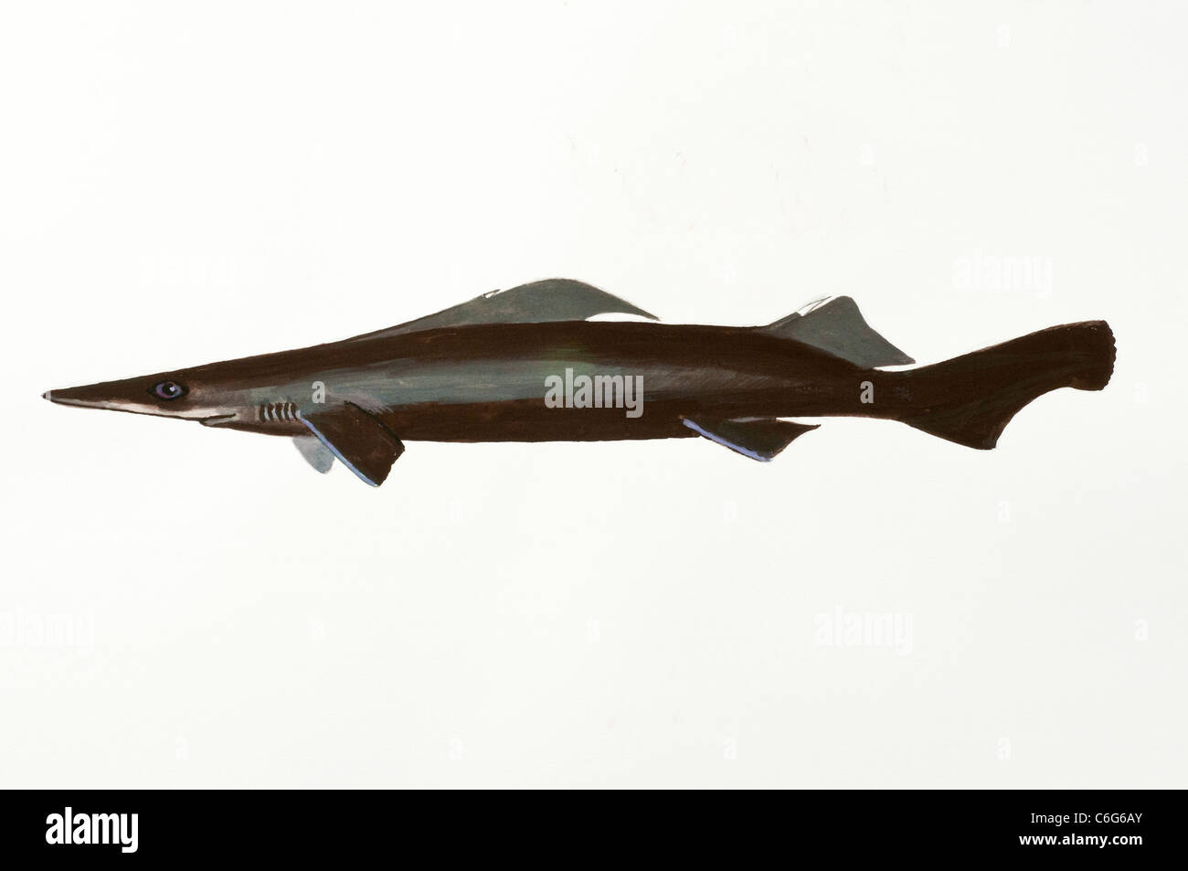 Birdbeak dogfish Deania calcea, Centrophoridae Stock Photo - Alamy