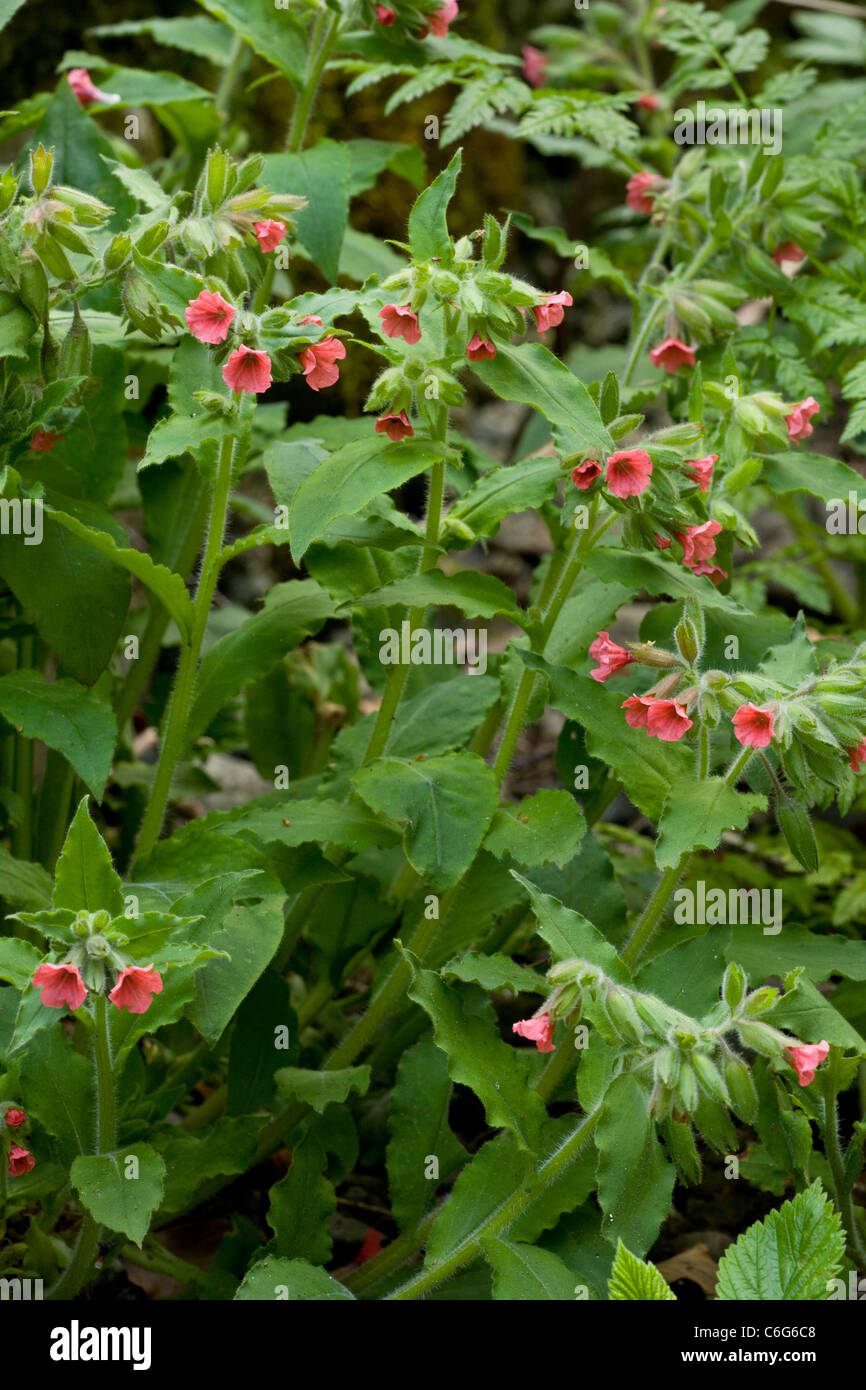 Red lungwort pulmonaria rubra hi-res stock photography and images - Alamy