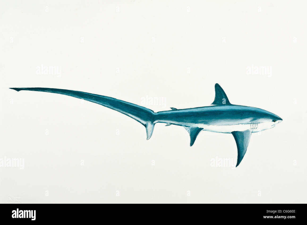 Common Thresher Shark Alopias vulpinus, Alopiidae Stock Photo - Alamy