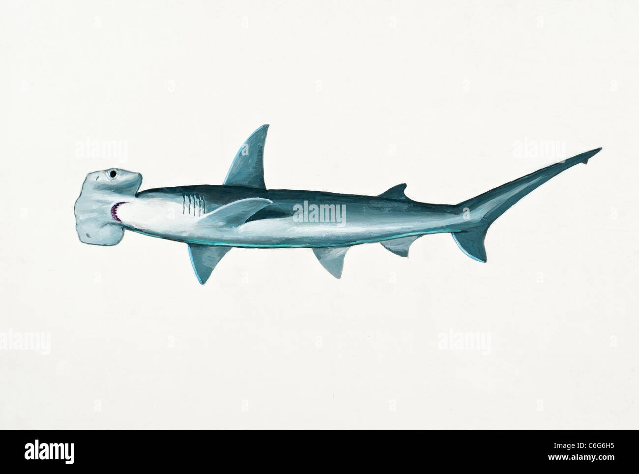 Great Hammerhead Sphyrna mokarran Sphyrnidae Stock Photo - Alamy