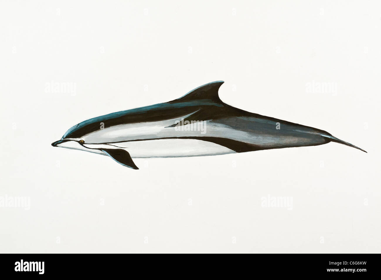 Delphinidae horizontal roberto nistri cetacea cetaceans mammals sea ...