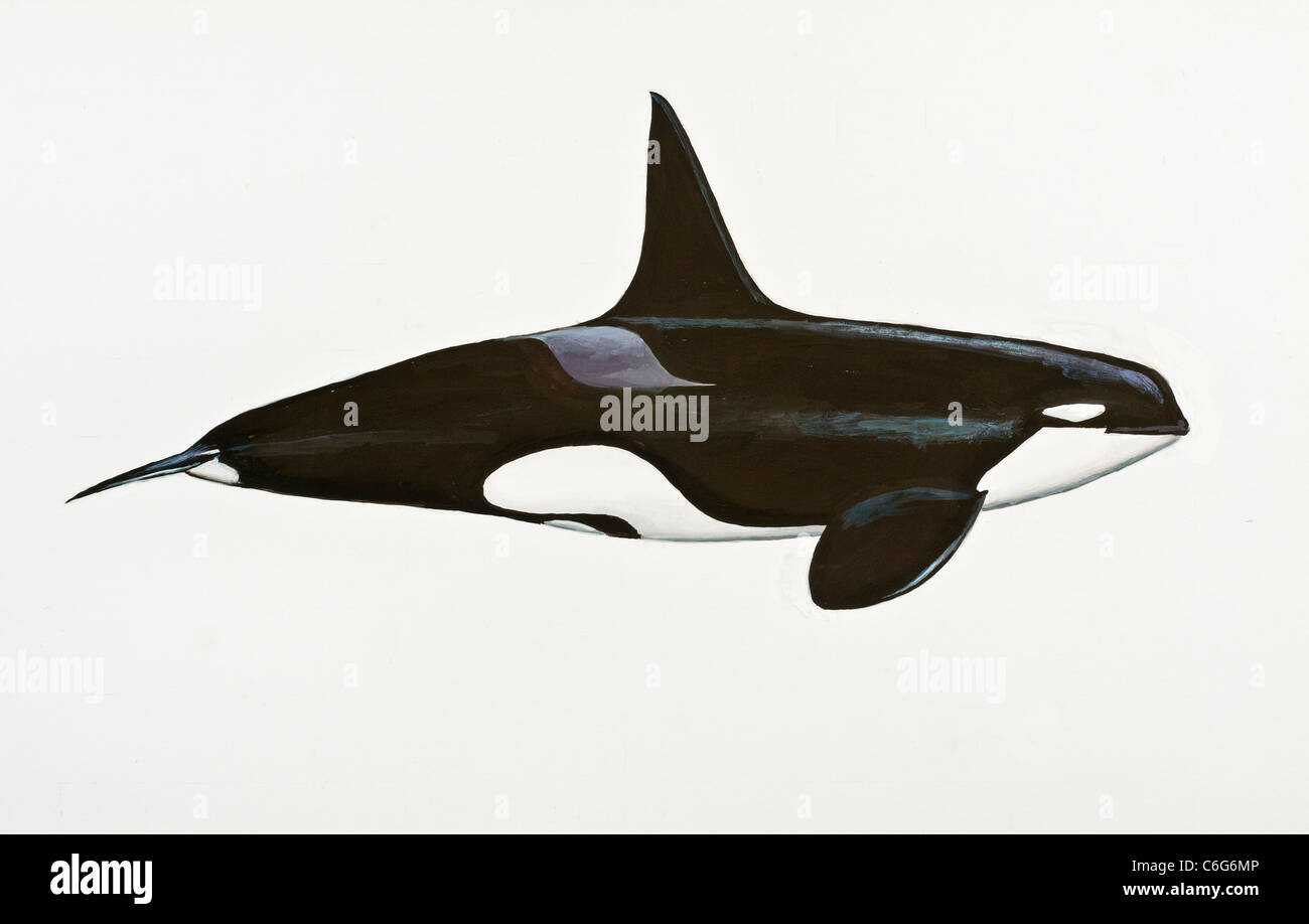 Killer whale orcinus orca hi-res stock photography and images - Alamy