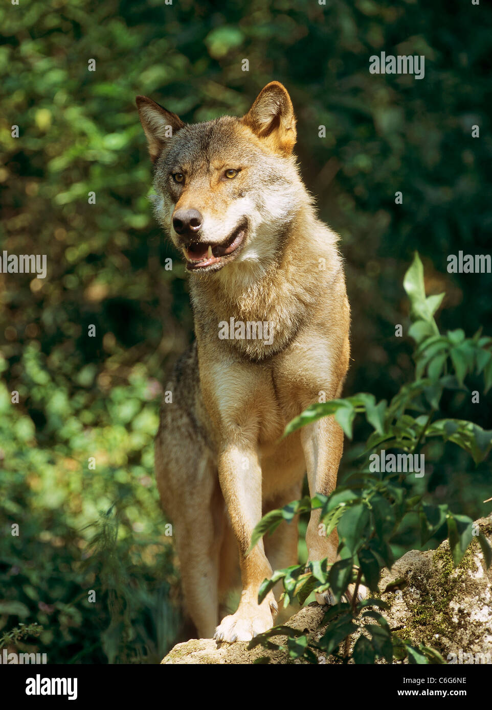 Grey wolf standing on rocks hi-res stock photography and images - Alamy