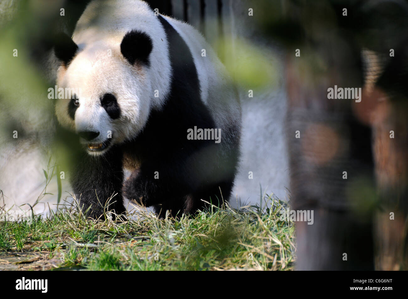 Giant panda is ailuropoda melanoleuca hi-res stock photography and images - Alamy
