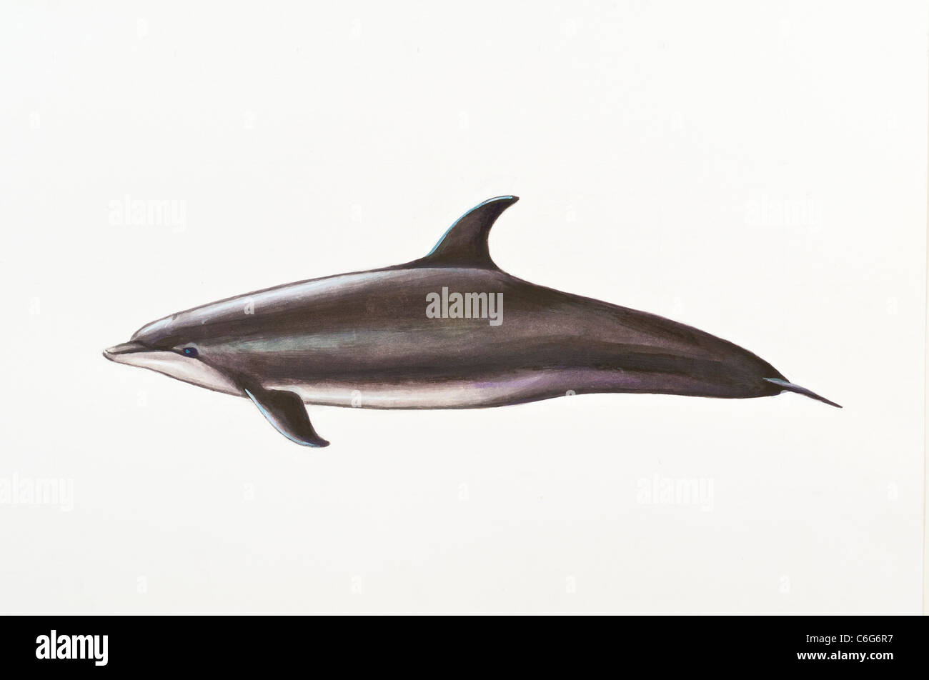 Common bottlenose dolphintursiops truncatus hi-res stock photography ...
