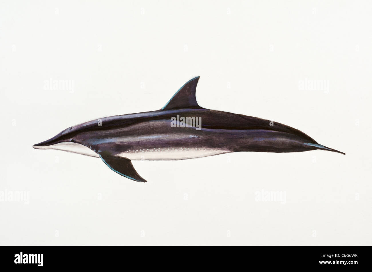 Delphinidae mammal mammals cetacea roberto nistri horizontal sea hi-res ...