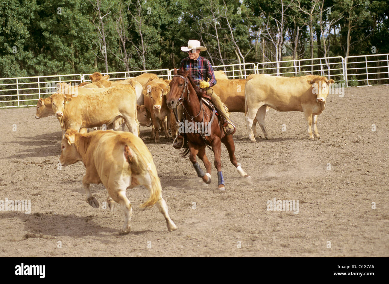 Cowboy on Quarter Horse separating a cow from the herd (cutting Stock ...